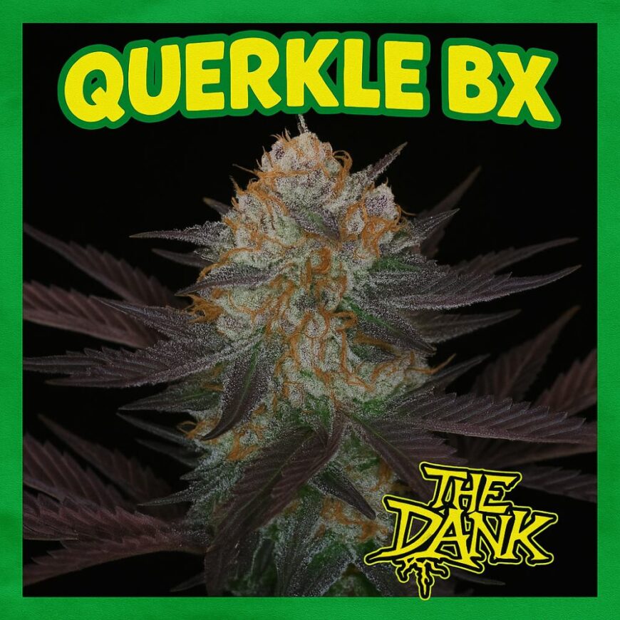 The Dank Subcool Seeds Archives - Brothers Grimm Seeds | USA Seed Bank ...